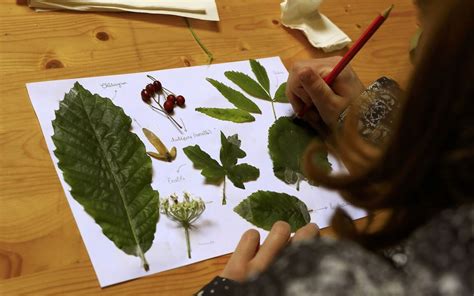 Balade buissonnière et confection d un herbier La ferme musée du Cotentin
