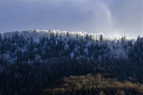 Bosque Rboles Invierno Foto Gratis En Pixabay Pixabay