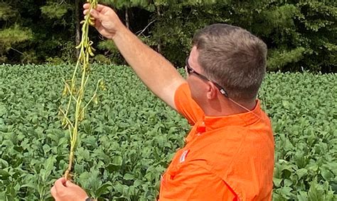 Soybean Growth Stages Timeline