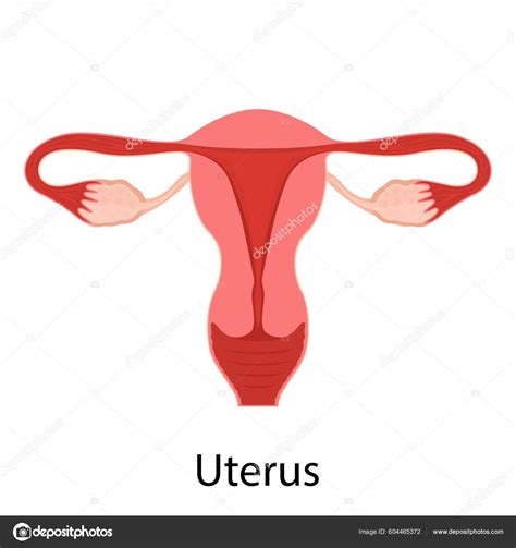 Female Reproductive System Female Reproductive Organs Organs Location Scheme Uterus 스톡 벡터
