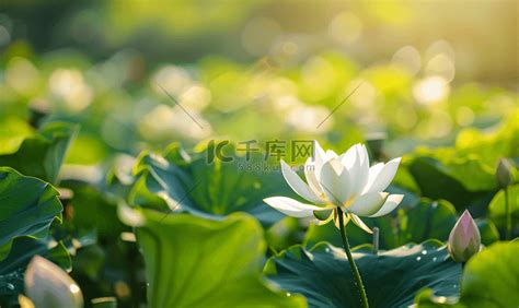 荷花夏天湖边夏季荷叶高清摄影大图 千库网