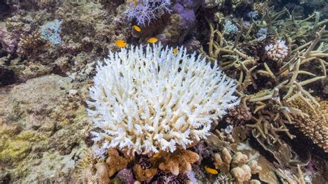 UNESCO Great Barrier Reef In Danger Designation Looms News Au