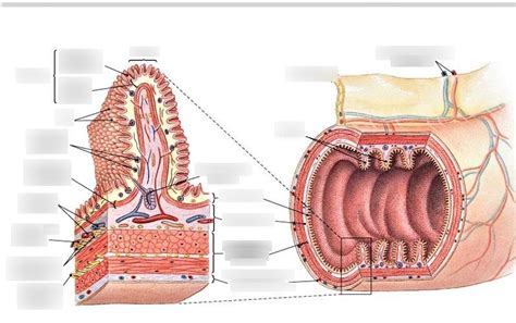 Chapter Structure Of The Digestive Tract Diagram Quizlet