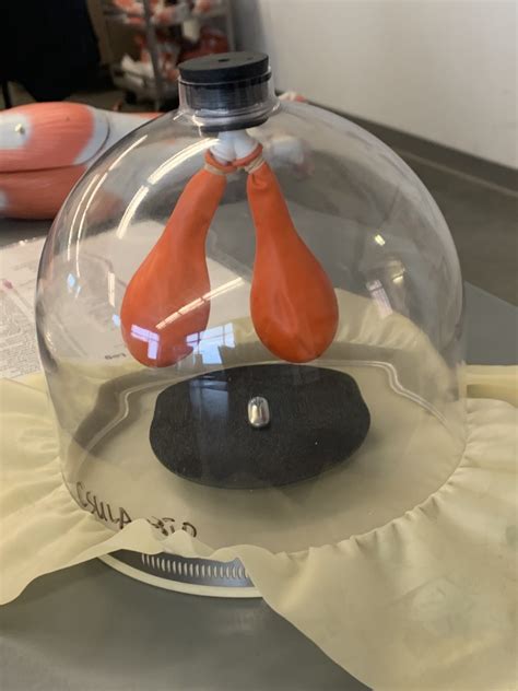 Lungs Diagram Quizlet