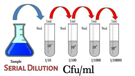 How To Calculate CFU Serial Dilution Microbiology Technique Knowledge