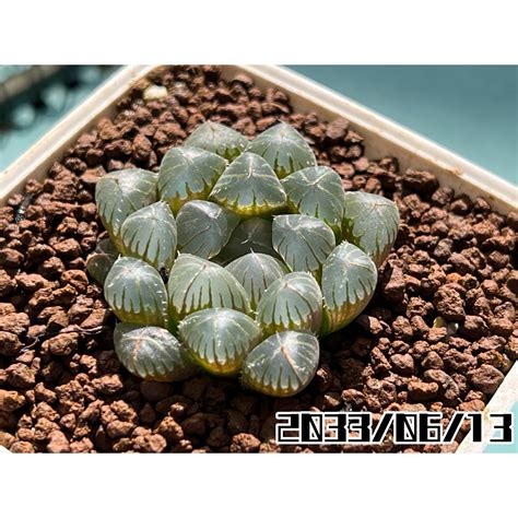 06 13 玉露實生 多肉植物 百合科 阿福花科 十二卷屬 創畝多肉 蝦皮購物