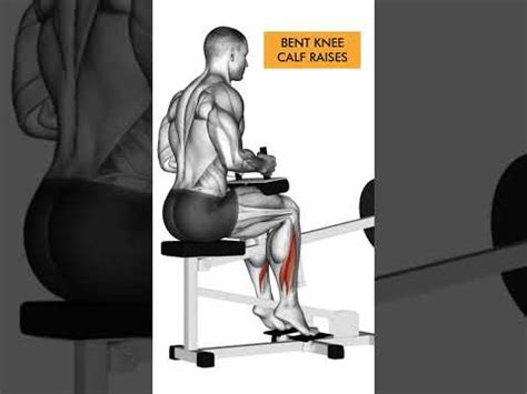 Standing Vs Seated Calf Raises Kya Kare Youtube