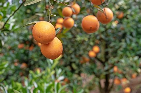Vse Kar Morate Vedeti O Citrusih In Prezimovanju Primorske Novice