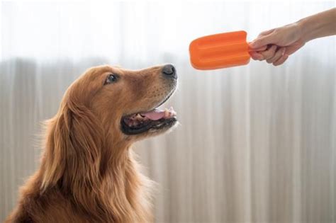 4 recetas de helado para perros Descubre estas recetas fáciles y