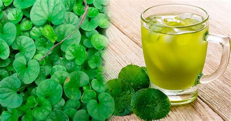 Centella asiática Para qué sirve la lochita y cómo tomarla cómo