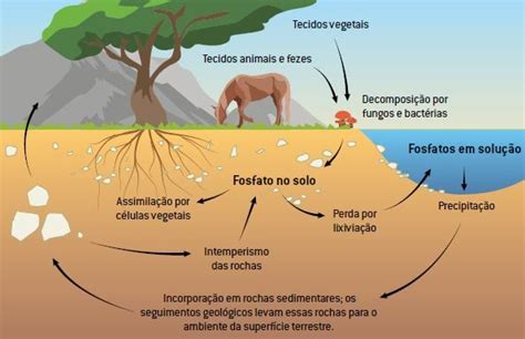 Ciclos biogeoquímicos nitrogênio oxigênio carbono água Cola da Web