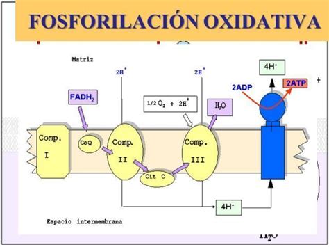 V As Metab Licas Mind Map