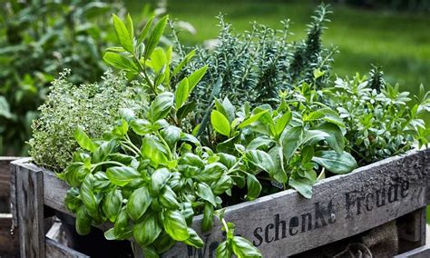 Detalles más de 85 plantas medicinales dibujo última camera edu vn