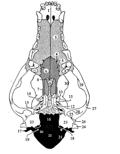 Skull Ventral Holes Diagram Quizlet
