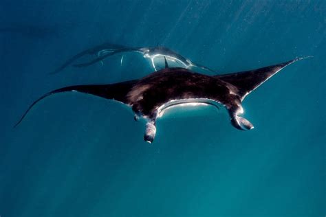Ningaloo Reef Snorkel And Wildlife Adventure