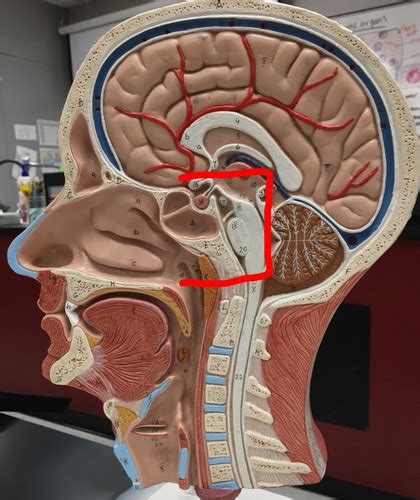 The Pharynx Model Flashcards Quizlet