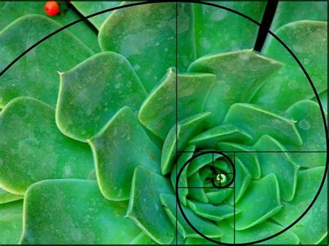 Espiral De Fibonacci Composici N Basada En Naturaleza Espiral De