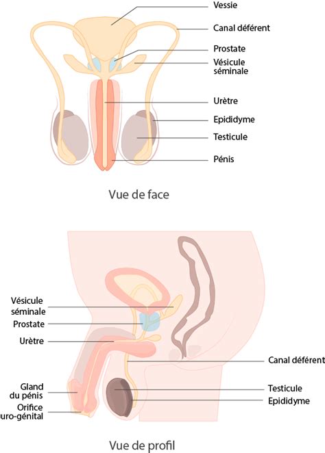 Undefined Fiche De R Vision Afterclasse