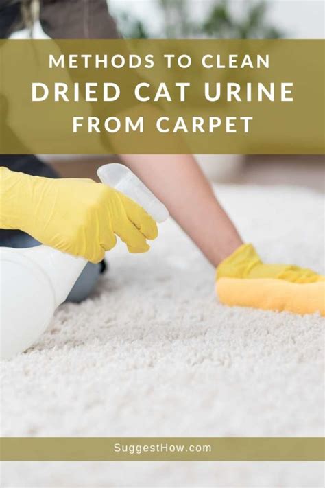 How To Clean Dried Cat Urine From Carpet 3 Easy Methods