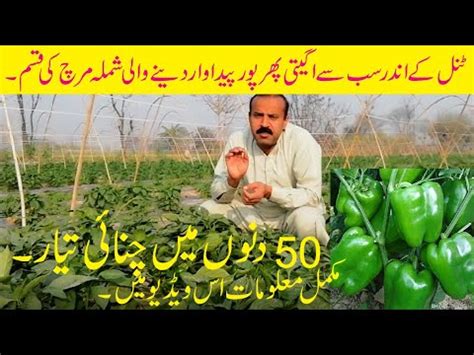 Amazing Easiest Fastest Way To Grow Bell Pepper Capsicum Shimla