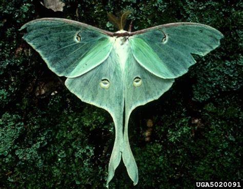 Luna Moth Actias Luna Lepidoptera Saturniidae 5020091