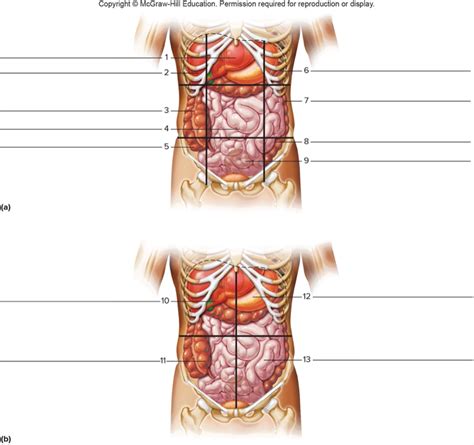 Divisions Of Abdominopelvic Cavity Diagram Quizlet