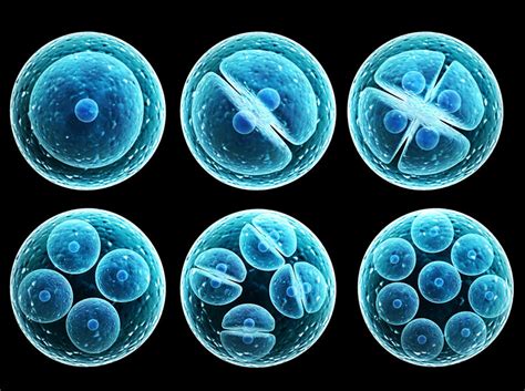 Qu Son Las C Lulas Madre Salud