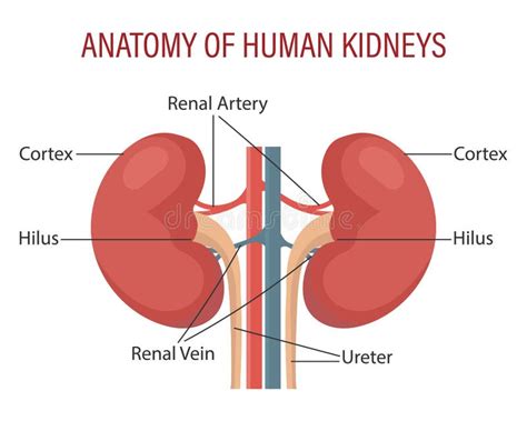 Anatomia Del Rene Umano Sistema Urinario Illustrazione Di Banner