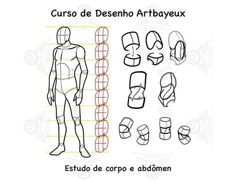 Divisão do corpo humano Corpo humano Corpo Curso de desenho