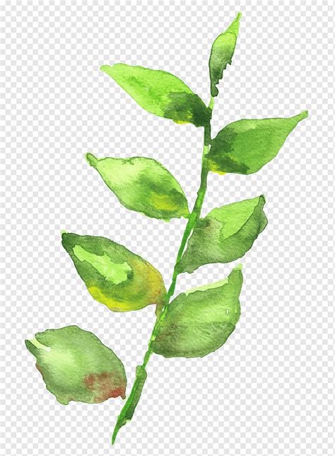 Ilustración de planta verde hoja de acuarela hojas de acuarela hojas