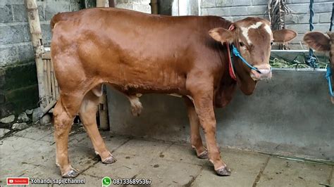 Sapi Baru Datang Di Kandang Mas Yohandi Kediri Youtube