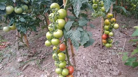 Guía completa para podar plantas de tomate correctamente Pregúntale a