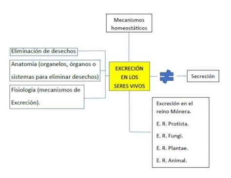Doy 20 puntos Explica el mapa conceptual de la excreción de seres vivos