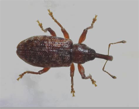 Réf 340106 INSECTA Coleoptera Curculionidae Dorytomus sp