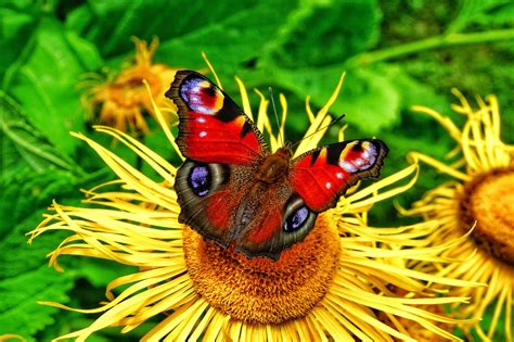 Borboleta Pavão Flor Foto gratuita no Pixabay Pixabay