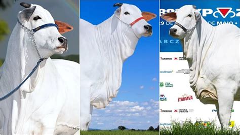 Cinco vacas mais caras do Brasil valem juntas quase R 55 milhões