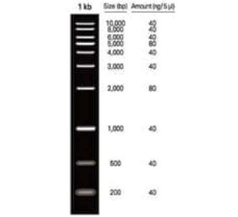 Himedia 1Kb Bp DNA Ladder 500ul For Hopital Pathlab Clinic At Rs