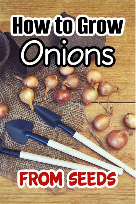 How To Grow Onions From Seed To Harvest Dian Farmer Learning To Grow