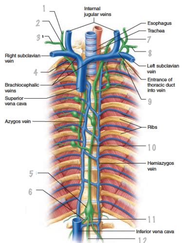 AP Lymphatic System Flashcards Quizlet