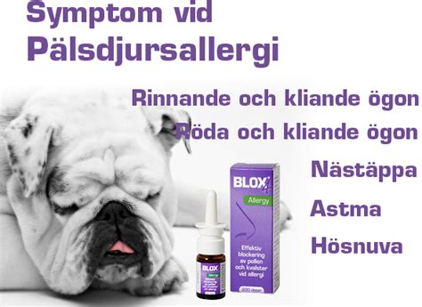 Pälsdjursallergi Vad kan man göra för att lindra symptomen