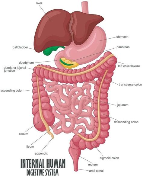 Diagram Showing Internal Human Digestive System Vector Off