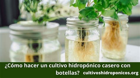Cómo hacer un Cultivo Hidropónico Casero con Botellas Cultivos