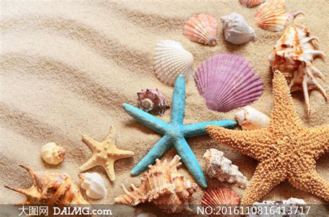 海边上的贝壳图片 海边贝壳简笔画 大海沙滩贝壳图片大全 第4页 大山谷图库