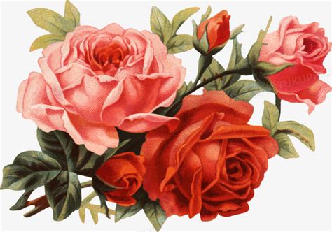 鲜花插画手绘玫瑰古典花PNG图片素材下载 鲜花PNG 熊猫办公