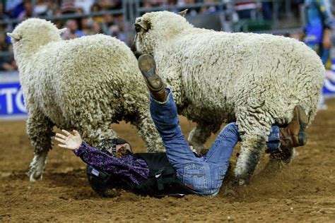 Ted Cruz Neil Gorsuch Talk Mutton Busting During Tense Supreme Court