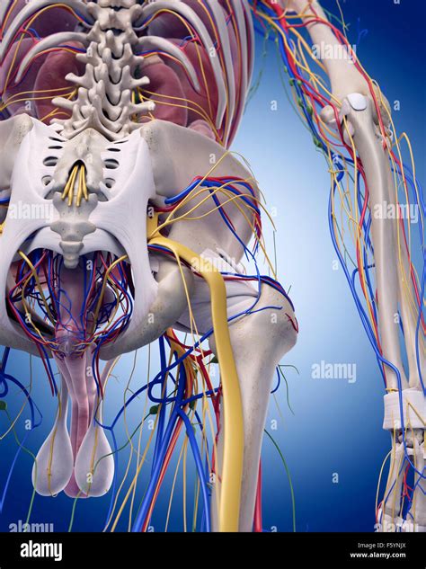 Sacral Vein Hi Res Stock Photography And Images Alamy