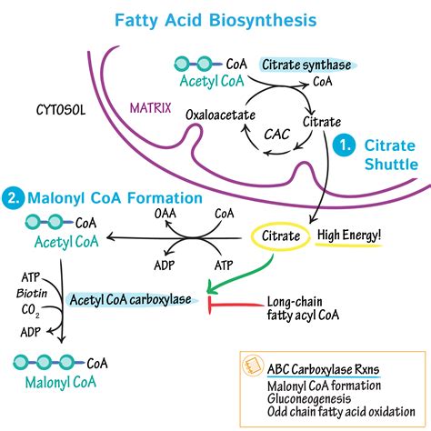Acetyl Coa Carboxylase Pathway