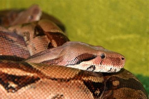 Gironde ils découvrent un boa de deux mètres devant leur maison