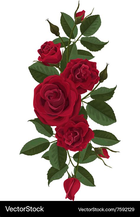 Red Roses Flowers Buds And Leaves Royalty Free Vector Image