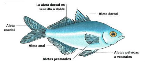 Anatomía de los Peces AcuarioLand